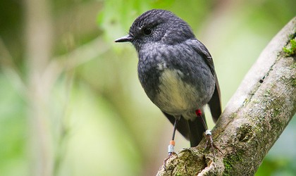 New Zealand Robin : Birding NZ